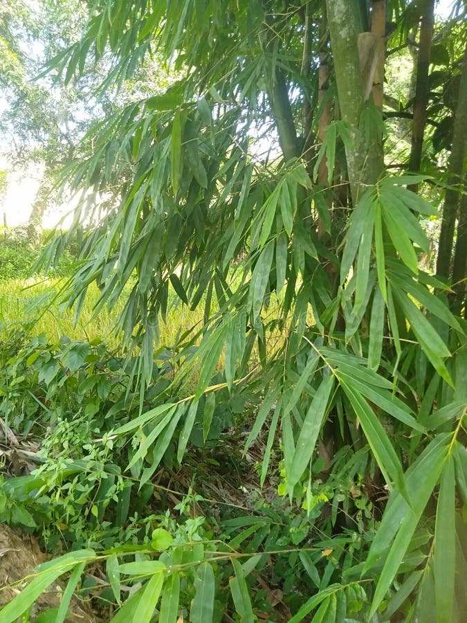 A Green Bamboo Tree Whose Wood Has Many Benefits Stock Image - Image of ...