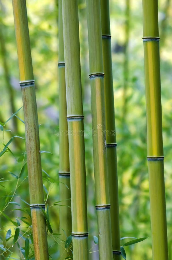 Green Bamboo Trees stock photo. Image of friendly, tropical - 24780796