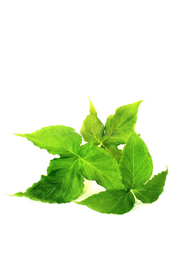 Green Ban Xia Stock Photos - Free & Royalty-Free Stock Photos from ...