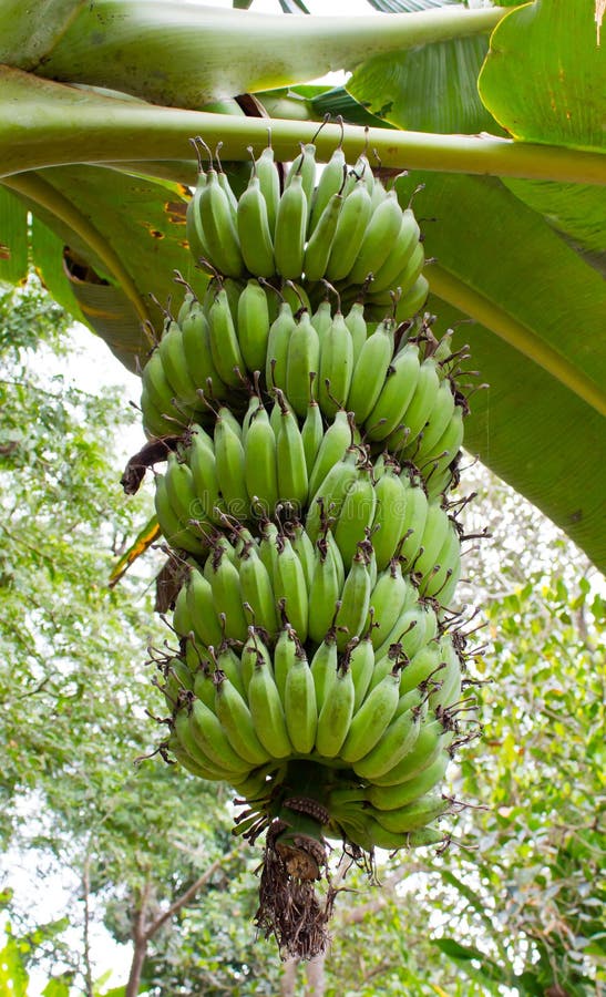 Green banana branch stock photo. Image of green, close - 28932202