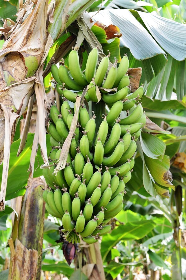 Banana Branch with Flower Plant. Close Up Stock Image - Image of ...