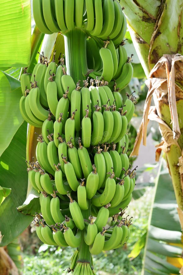 Banana Branch with Flower Plant. Close Up Stock Image - Image of ...