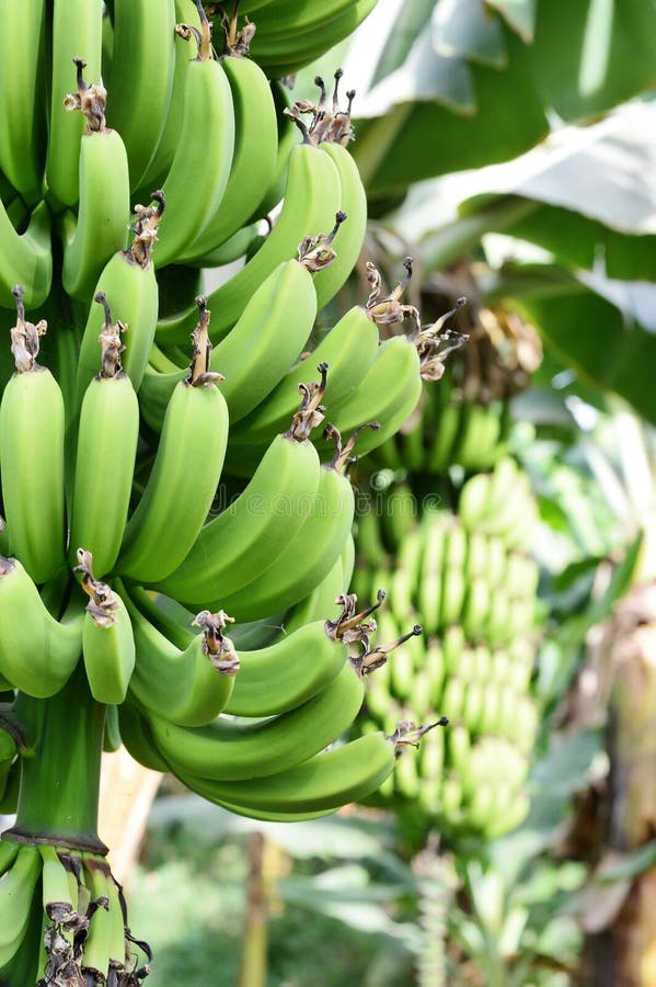 Banana Branch with Flower Plant. Close Up Stock Image - Image of ...