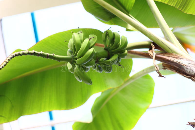 Green banana on a branch stock image. Image of plant - 264432053