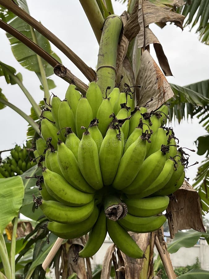 Green banana stock image. Image of food, plant, crop - 273734921