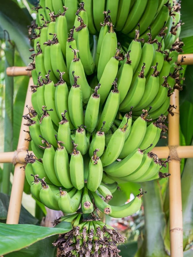 Green Banana Bundle in a Banana Tree Stock Photo - Image of nature ...