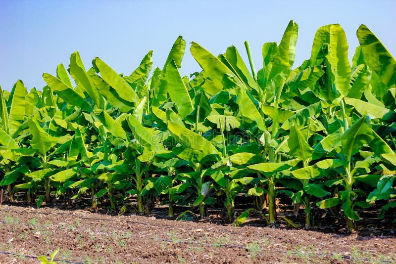 Green Banana field , india stock image. Image of food - 141877933