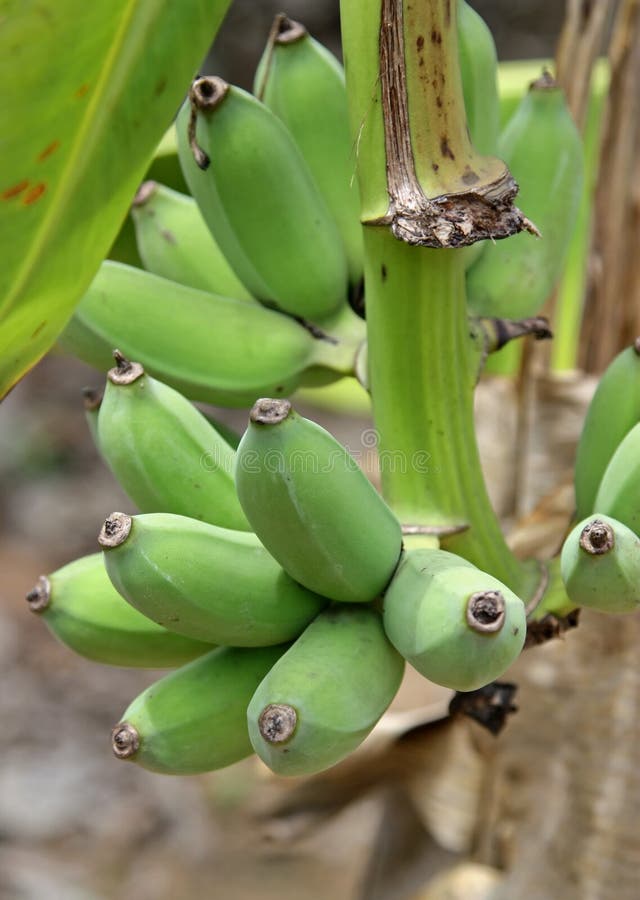 Banana Grove Stock Images - Download 544 Royalty Free Photos