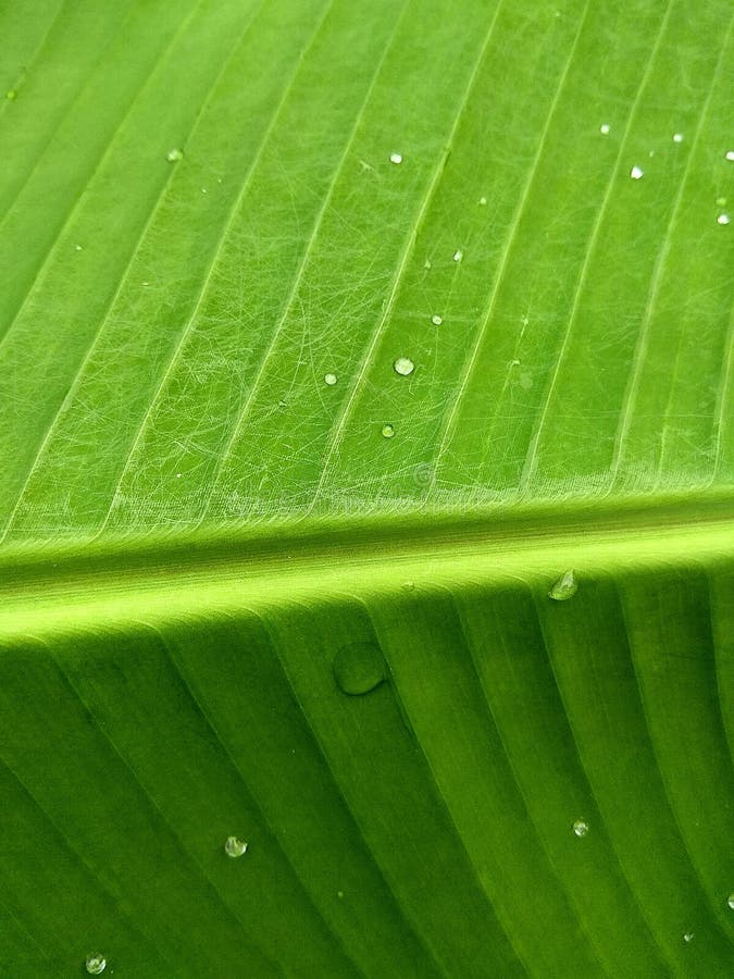 Green Banana Leaves and Pond Water Stock Image - Image of banana, green ... Green Banana Leaves and Pond Water Stock Image - Image of banana, green ...