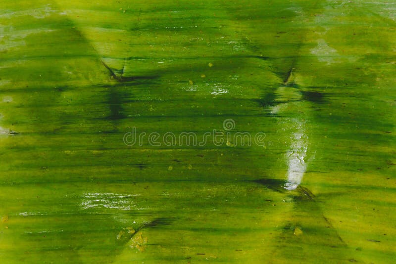 Green Banana Leaf Put Food Pattern Texture Stock Photos - Free ...