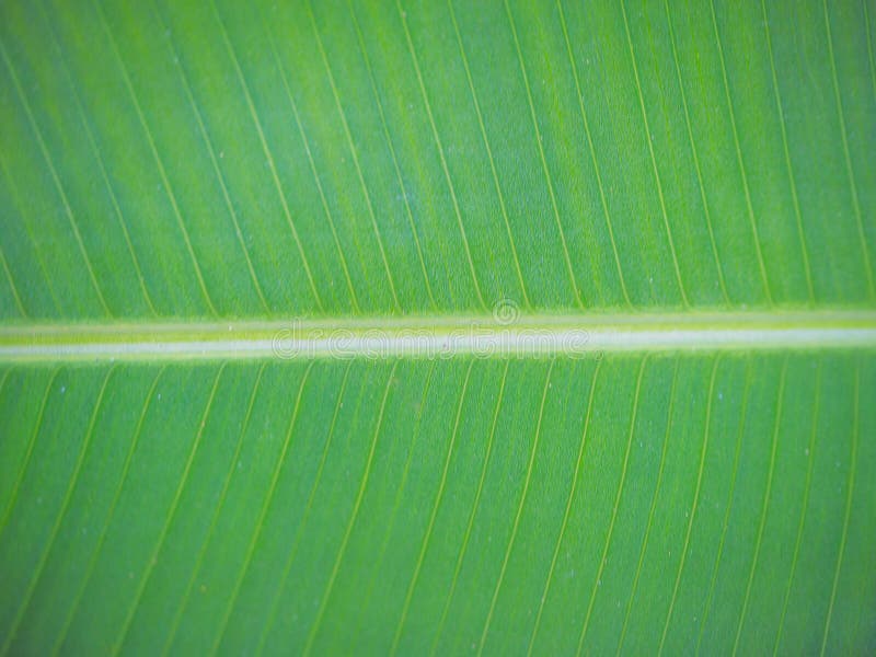 Green Banana Leaf Texture and Background. Stock Image - Image of ... Green Banana Leaf Texture and Background. Stock Image - Image of ...
