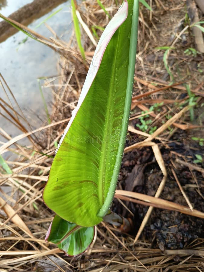 Green banana leaves stock photo. Image of hijau, daun - 380429150