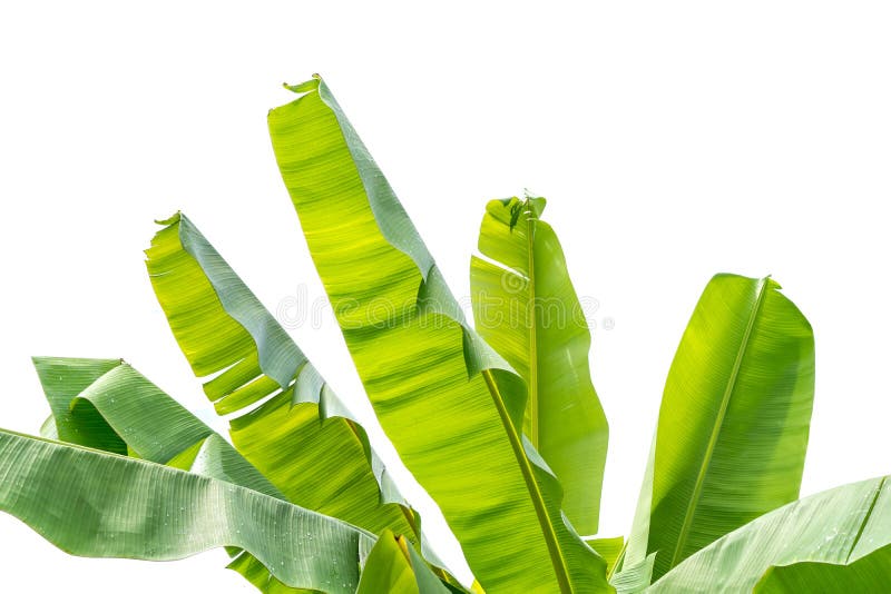 Green Banana Leaves Tree on White Background Stock Image - Image of ...
