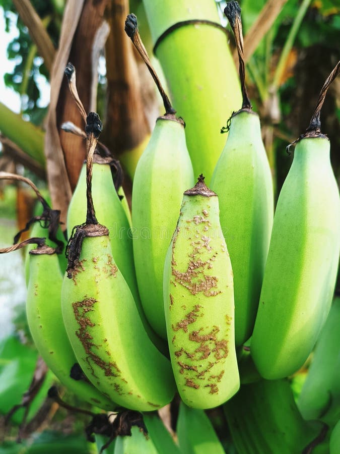 Green Banana Still Hanging on the Tree Stock Image - Image of green ...