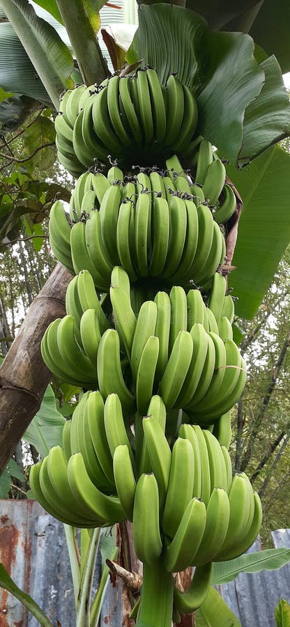 Green Banana Tree in the Field Stock Photo - Image of closeup ...
