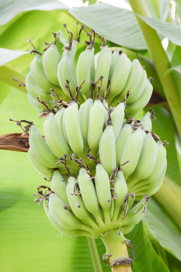 Green Banana Tree in Fruit Garden Stock Image - Image of grow, outdoor ...