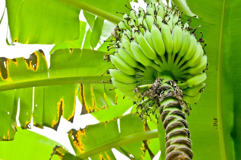 Green banana stock photo. Image of agriculture, cultivated - 43140022
