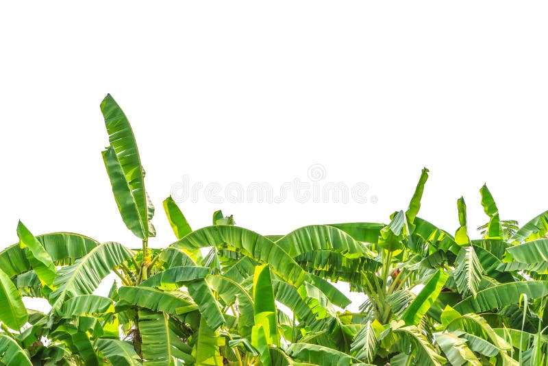 Green banana tree stock photo. Image of nature, pattern - 30130598