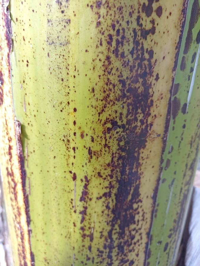 Green Banana Tree Trunk Texture Pattern in Tropical Rainforest for ...