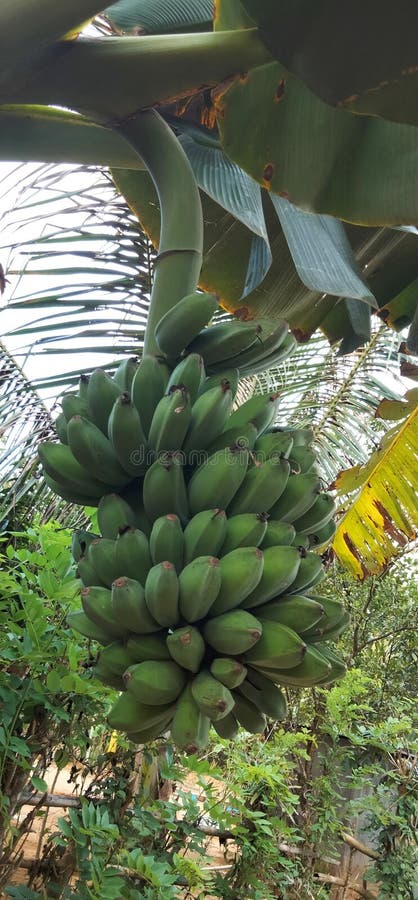 Green Banana Trees and Fruit Indicate that the Banana is Not yet Ripe ...