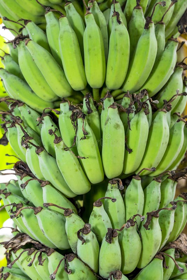 Organic Banana Plantation stock photo. Image of farm - 15045742