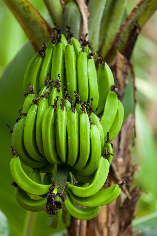 Green dominican bananas stock photo. Image of healthy - 9144232