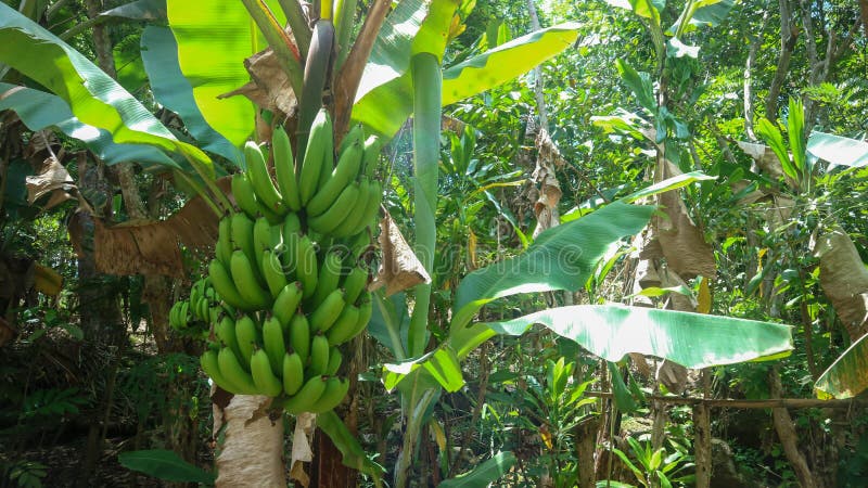 Green Bananas on the Banana Tree Stock Photo - Image of fresh ...