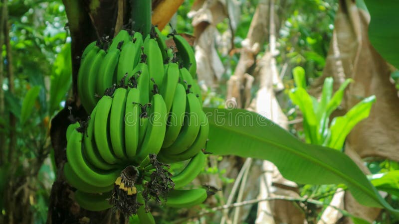 Green Bananas on the Banana Tree Stock Image - Image of natural, farm ...