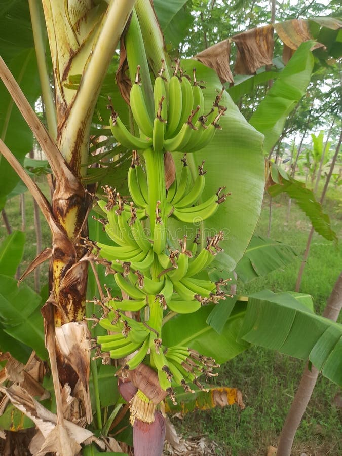 Green Bananas Grow Wild on the Edge of the Yard in the Morning Stock ...