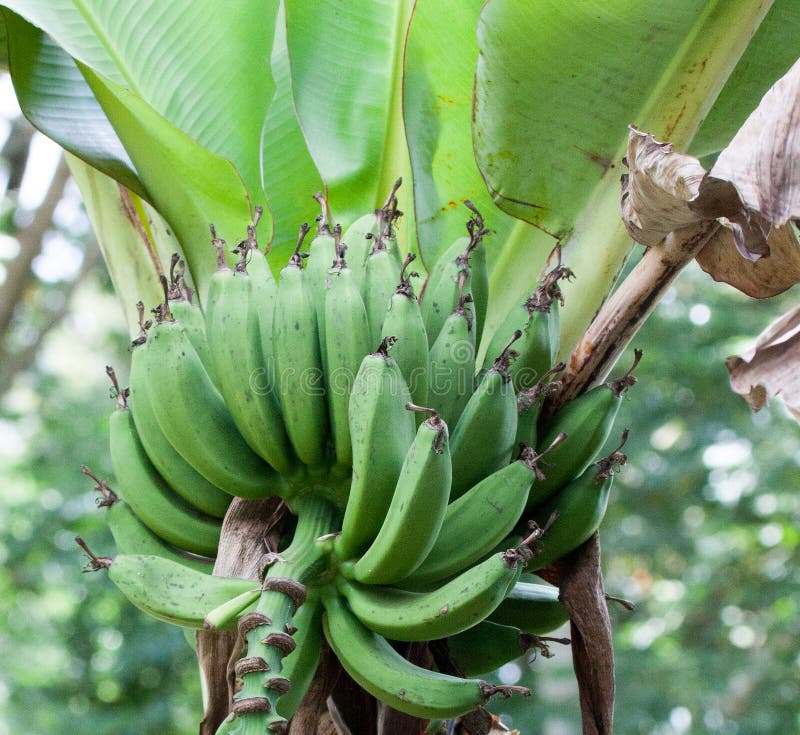 Green Bananas Growing on Banana Tree Stock Photo - Image of fresh, tree ...