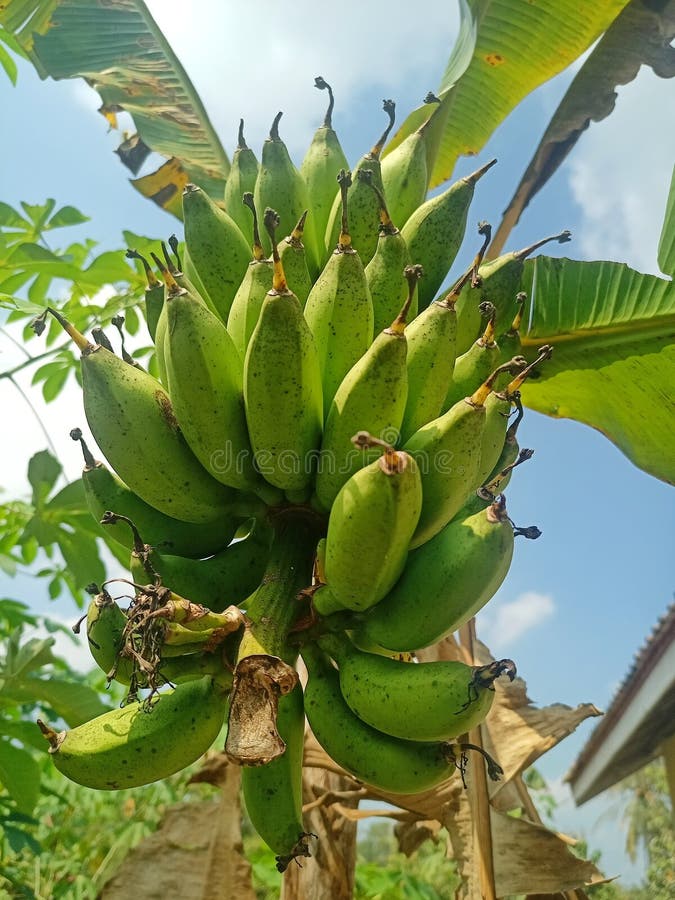 Green Bananas that are Not yet Ripe on the Banana Tree Stock Photo ...