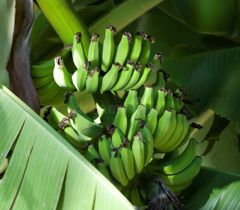 Green Bananas Ripening on the Tree Stock Photo - Image of immature ...