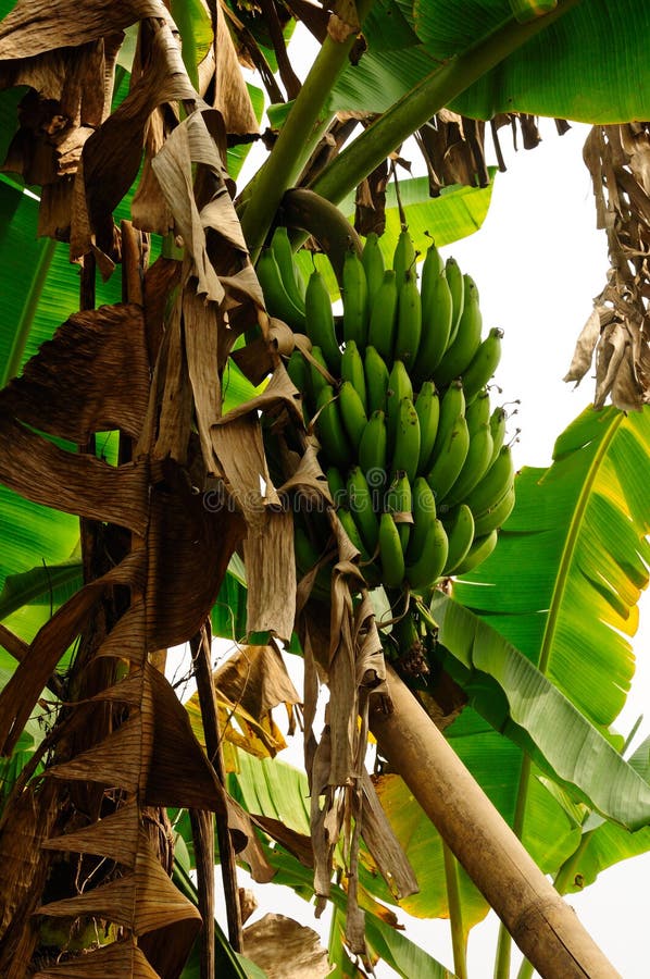 Green Bananas on a Tree stock image. Image of plant, green - 48374753