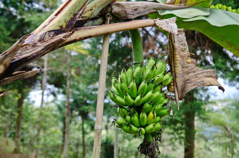Green Bananas on the tree. stock photo. Image of climate - 257807394