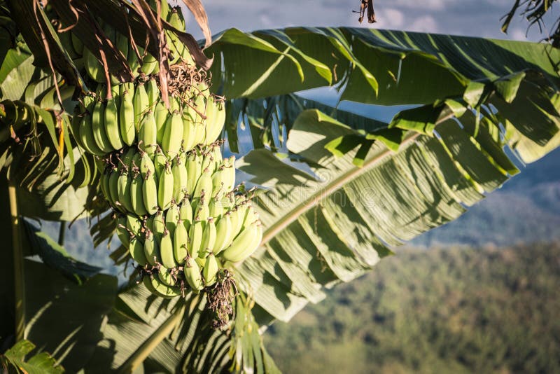 Green banana stock image. Image of isolated, branch - 132013281