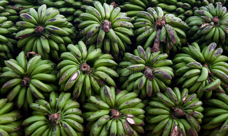 Green bananas in Uganda. stock image. Image of background - 50771165
