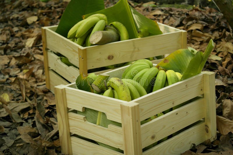 Green Bananas in Wood Boxes Stock Image - Image of nutritious ...