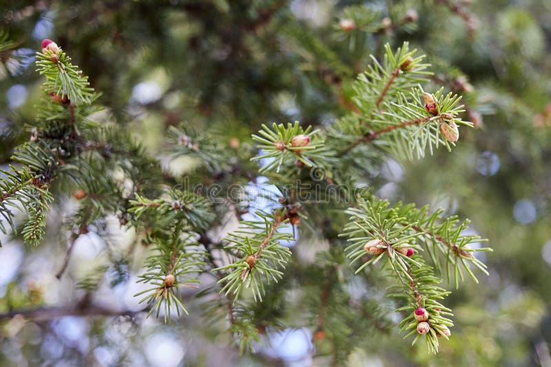 Green banch of fir tree. stock image. Image of decoration - 77200531