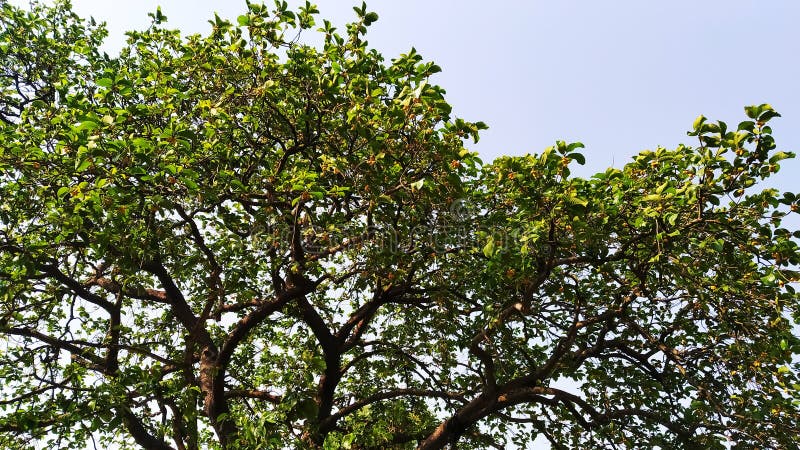 Green Barhar plant stock image. Image of green, barhar - 178507761