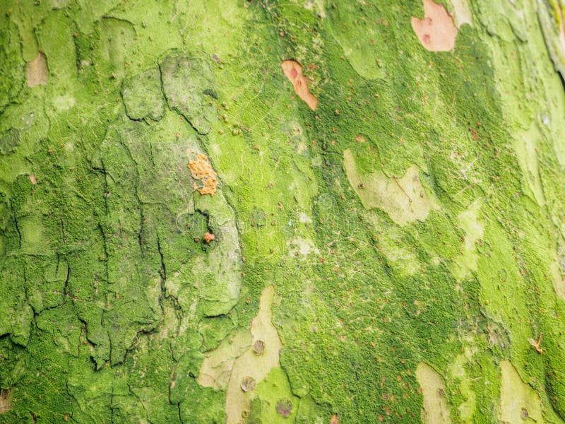 Green Bark of tree. stock photo. Image of brown, wood - 93003956