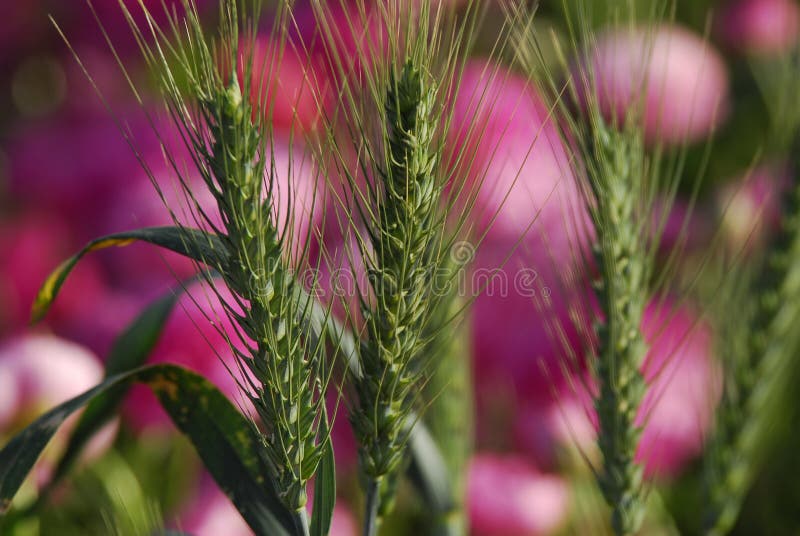 Green barley stock image. Image of unripened, green, pink - 4002057