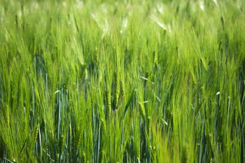 Green Barley with Green Background Stock Image - Image of crop, fresh ...