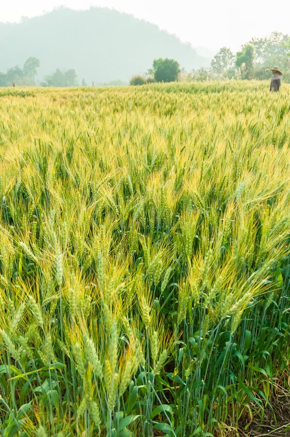 Green Barley in Farm with Nature Light Stock Photo - Image of ears ...
