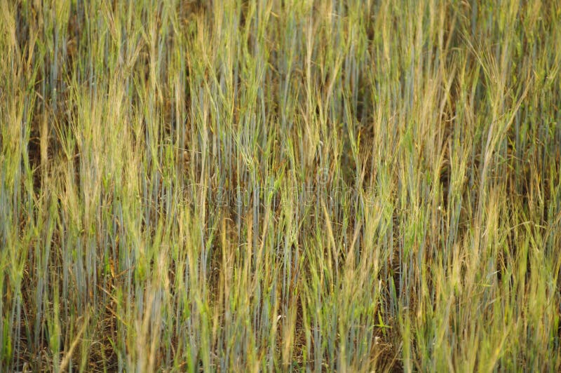 Green Barley Field Background Stock Image - Image of grow, healthy ...