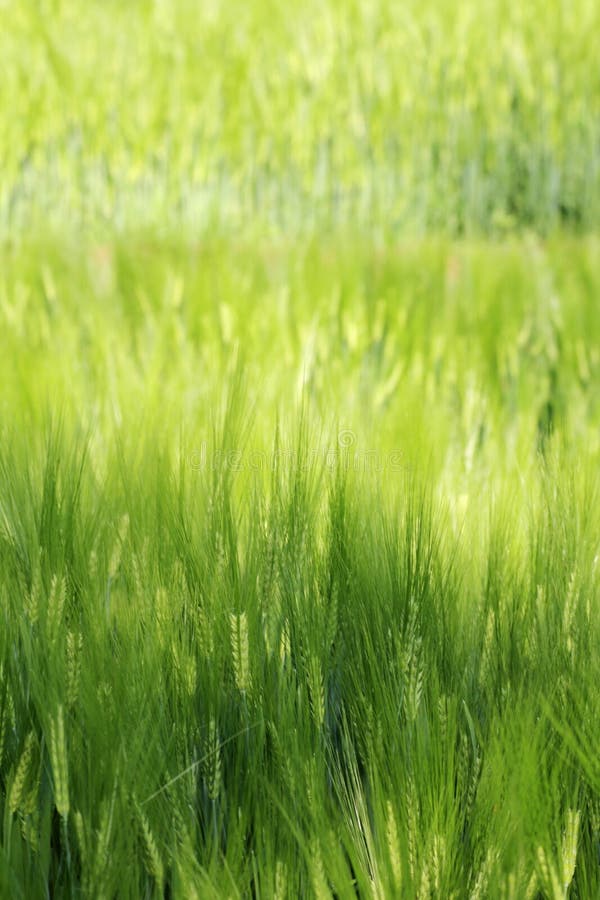 Green Barley field stock image. Image of land, growth - 50316565