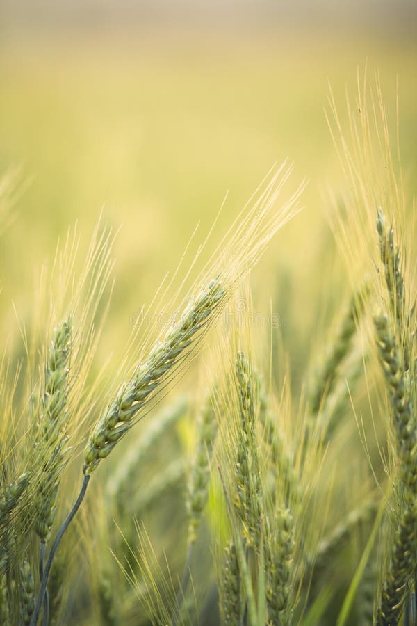 Green Barley Field Nature Background Stock Photo - Image of wheat ...