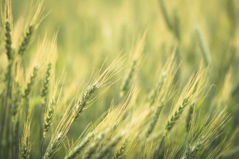 Green Barley Field Nature Background Stock Photo - Image of rural ...