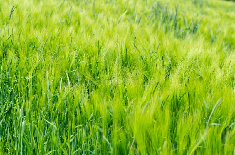 Green Barley Field in Spring Stock Photo - Image of selective, grain ...
