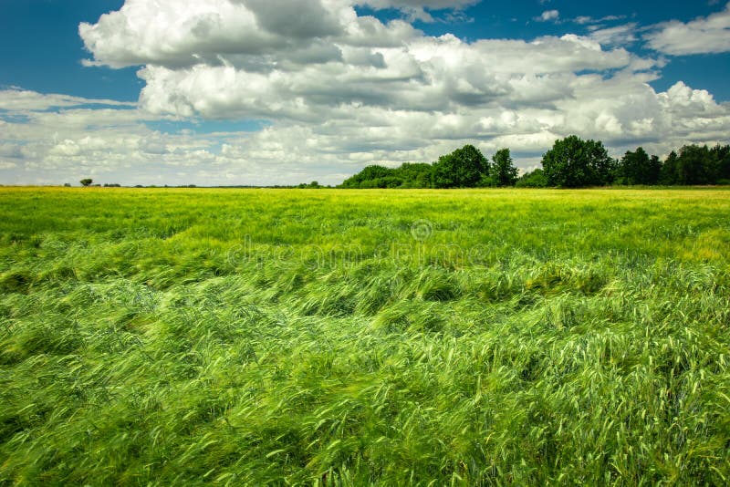 Green Barley Field, Trees and White Clouds on a Sky Stock Image - Image ...