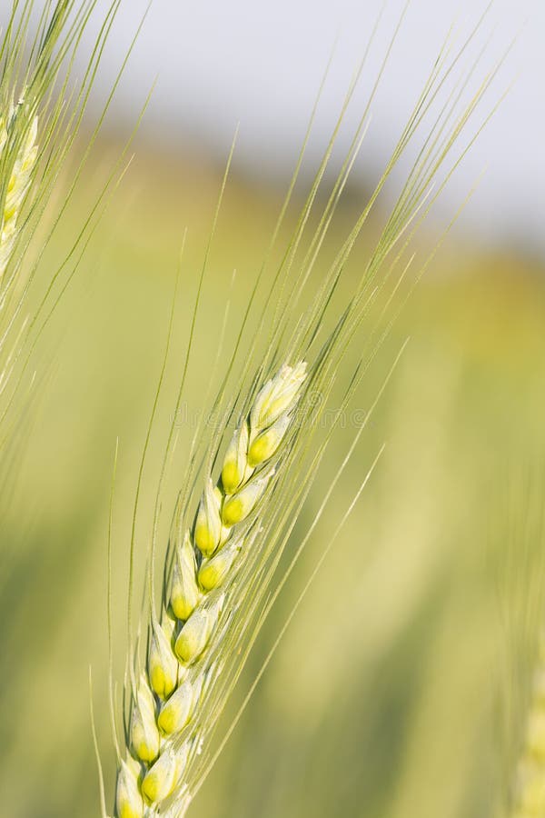 Green Barley Growing in a Field Stock Image - Image of natural, barley ...